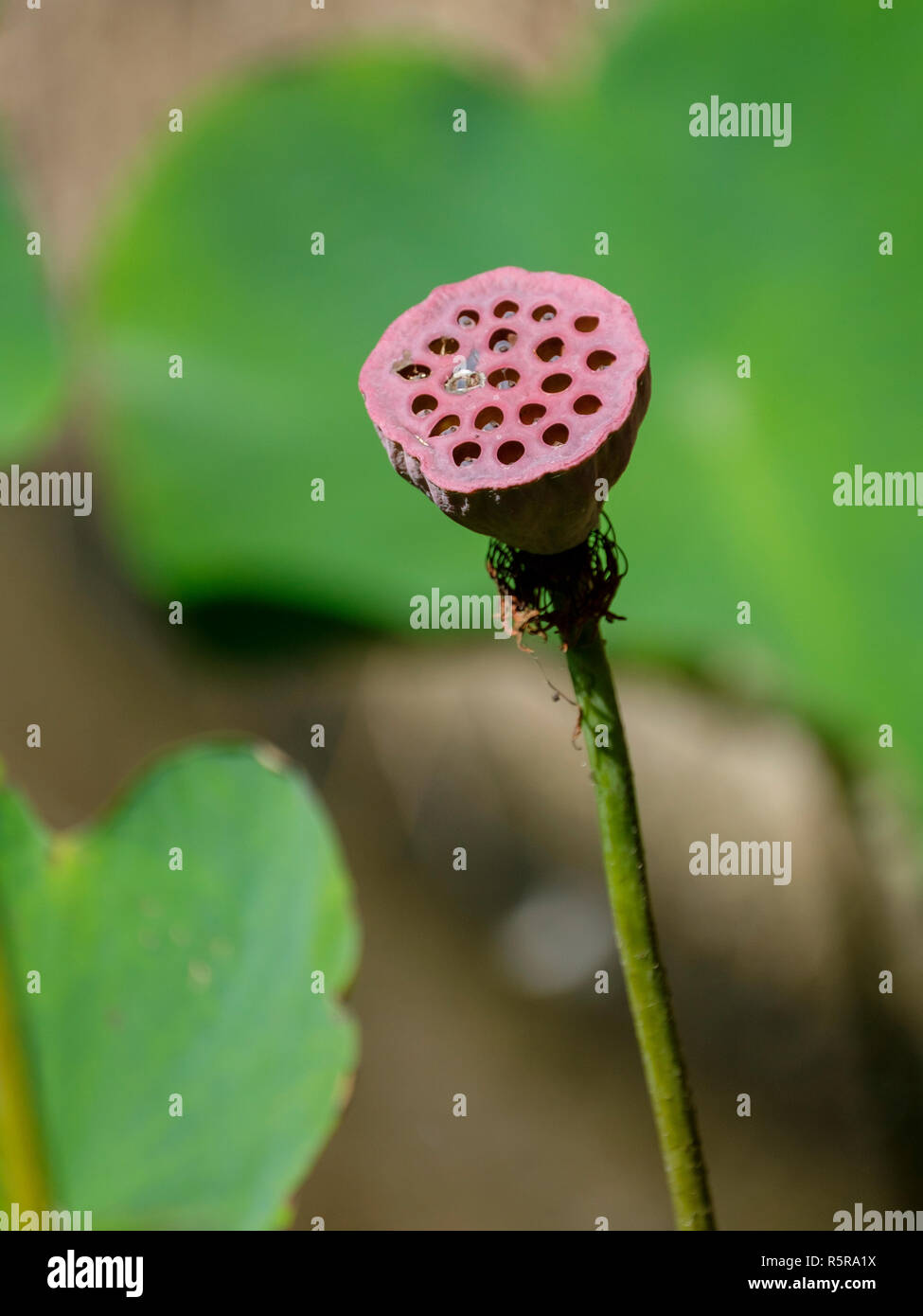 Lotus flower queensland australia hi-res stock photography and images ...