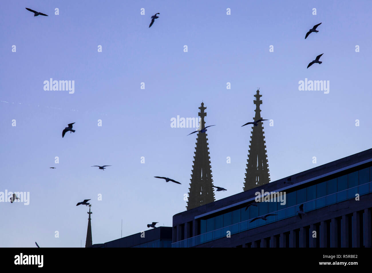 the steeples of the Cathedral, gulls, Cologne, Germany. die Tuerme des ...