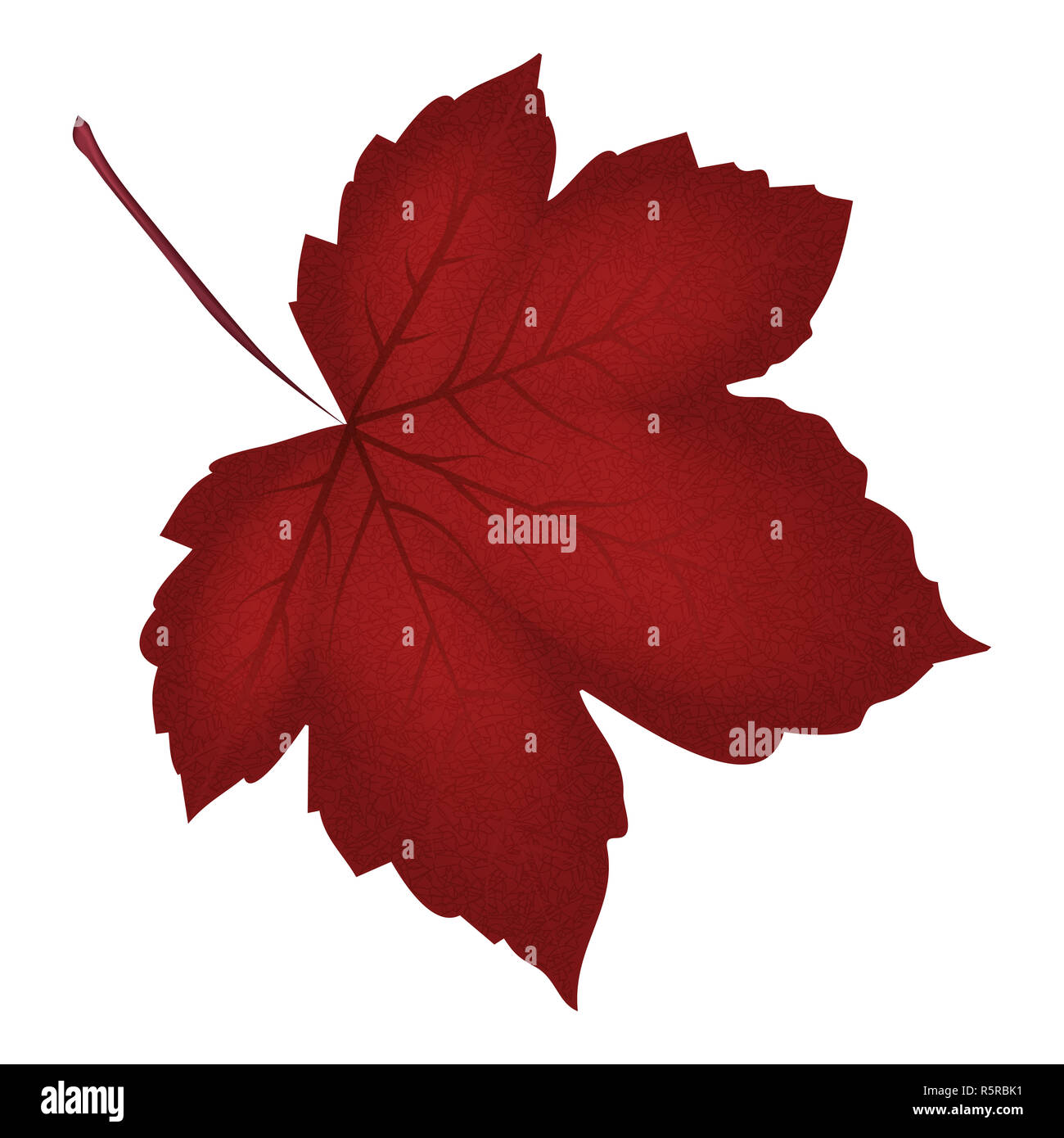 Image of realistic red maple leaf . Vector illustration isolated on ...
