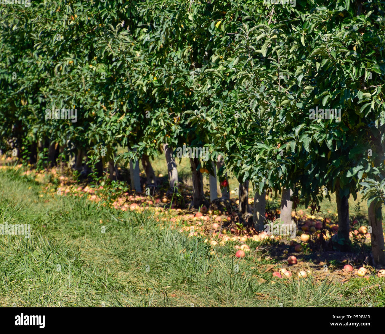 Apple orchard. Rows of trees and the fruit of the ground under t Stock ...