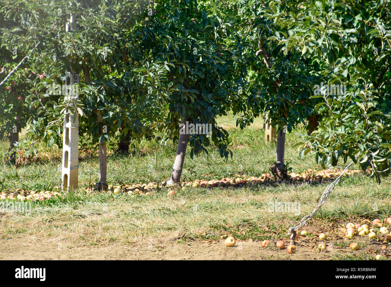 Apple orchard. Rows of trees and the fruit of the ground under t Stock ...
