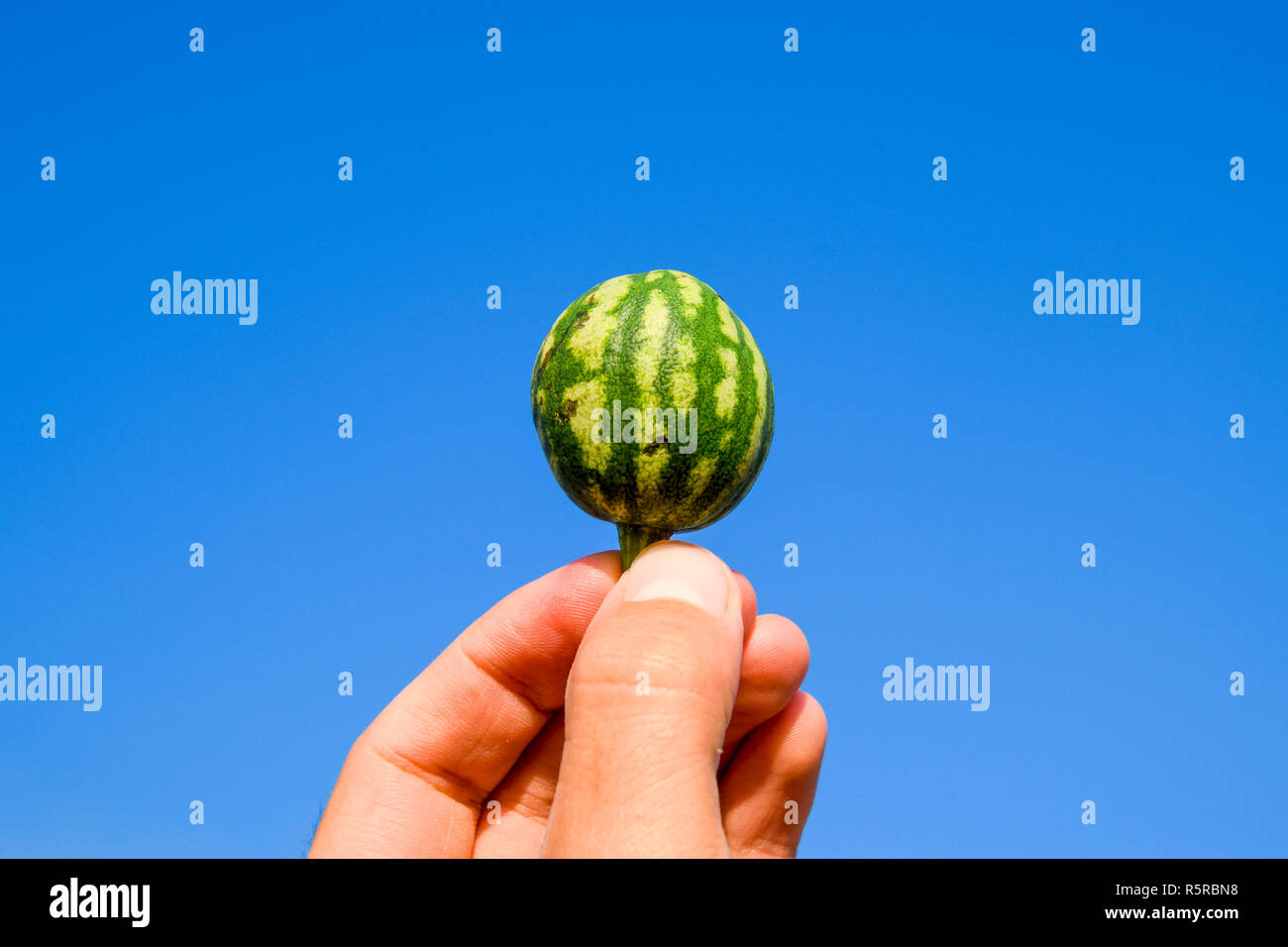 A small watermelon in the hand against the blue sky Stock Photo - Alamy