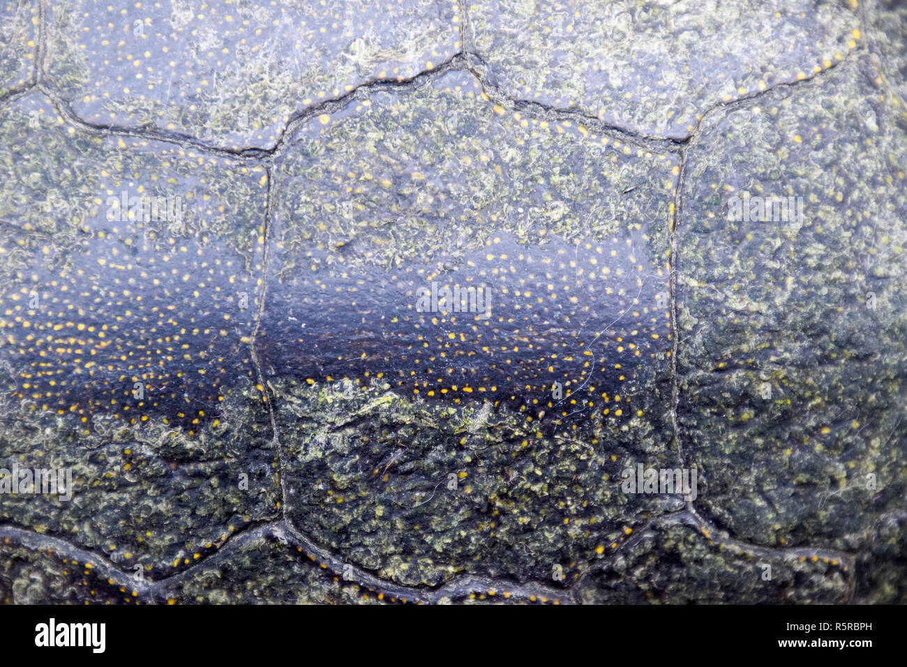 Background texture of tortoise shell. Turtle shell Stock Photo - Alamy