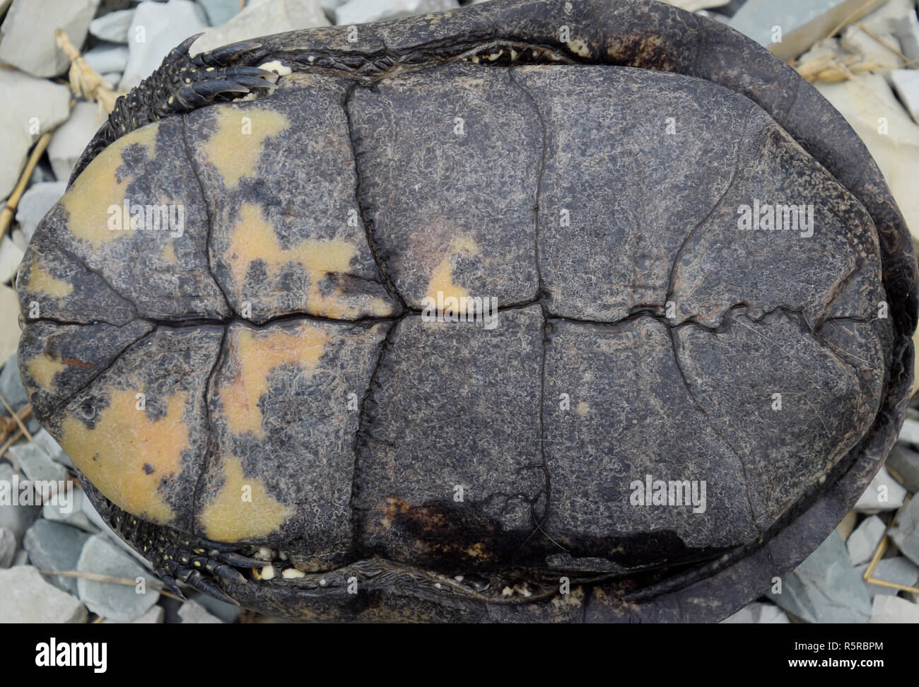 The tortoise lies upside down on the back. Ordinary river tortoise of ...