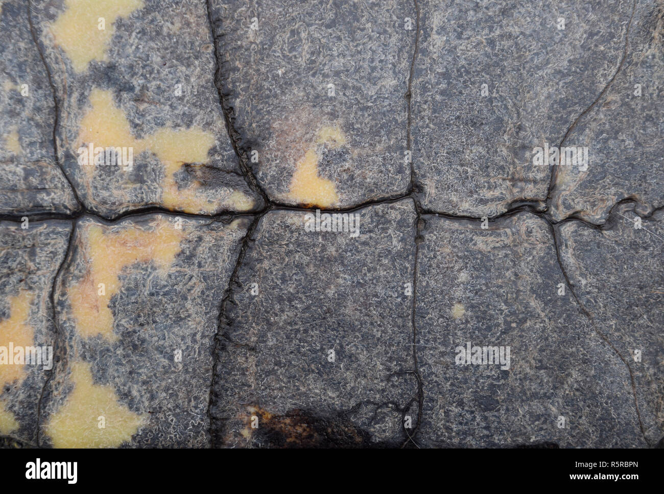 Background texture of tortoise shell. Turtle shell Stock Photo - Alamy