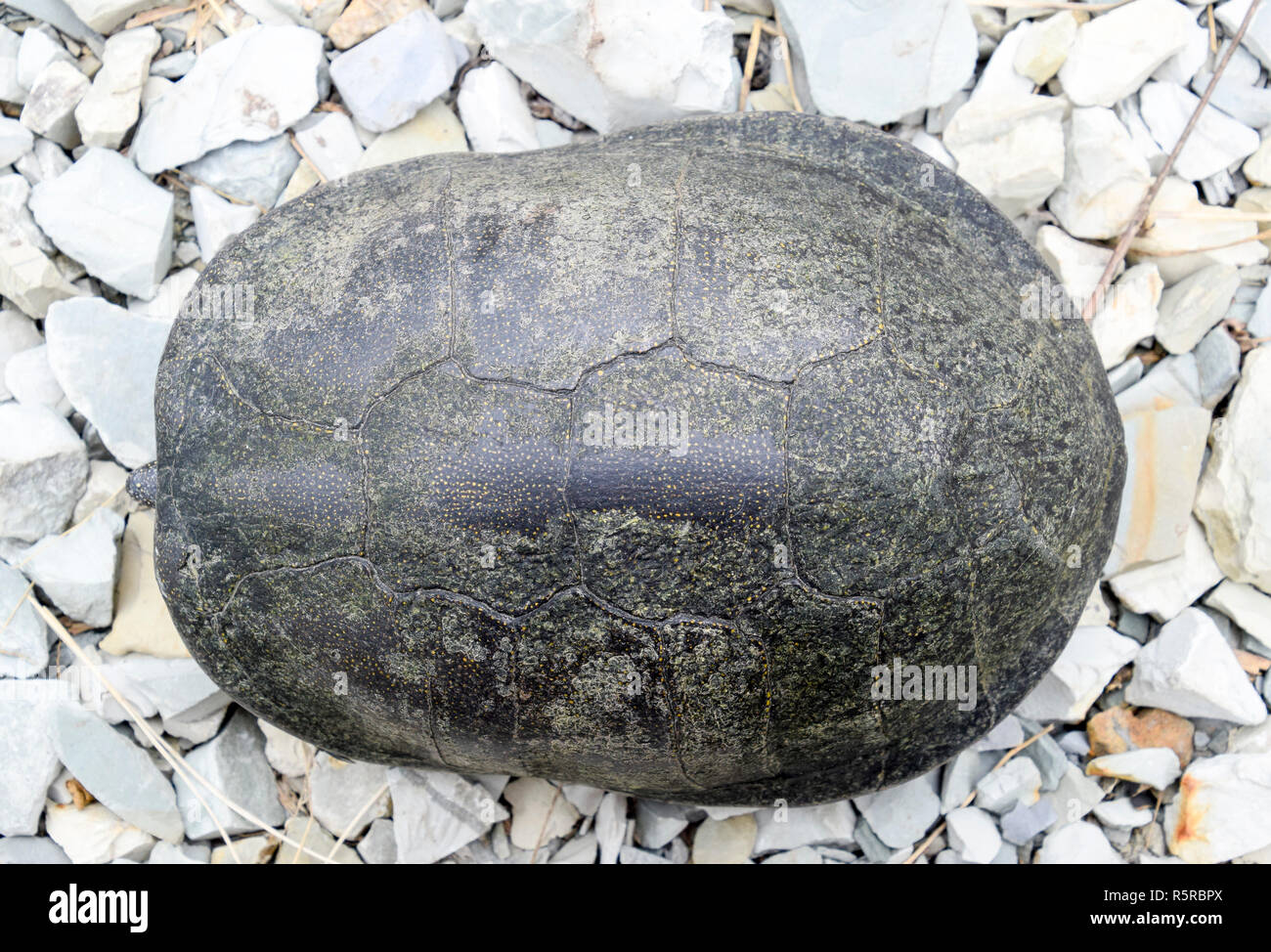 The turtle hid in the shell and does not stick out of it. Ordinary ...