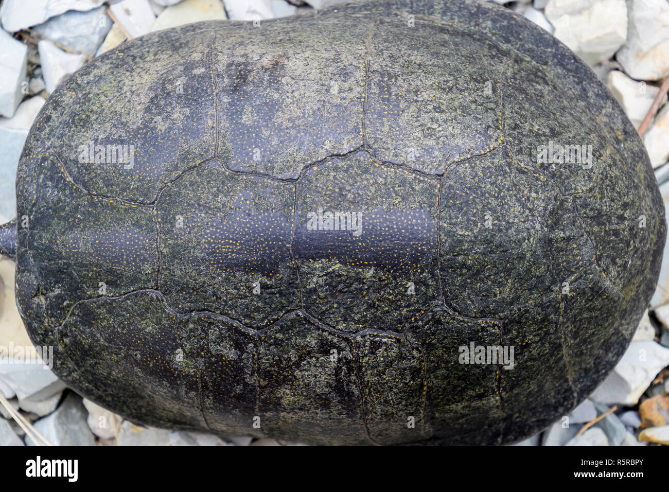 Ordinary river tortoise of temperate latitudes. The tortoise is an ...