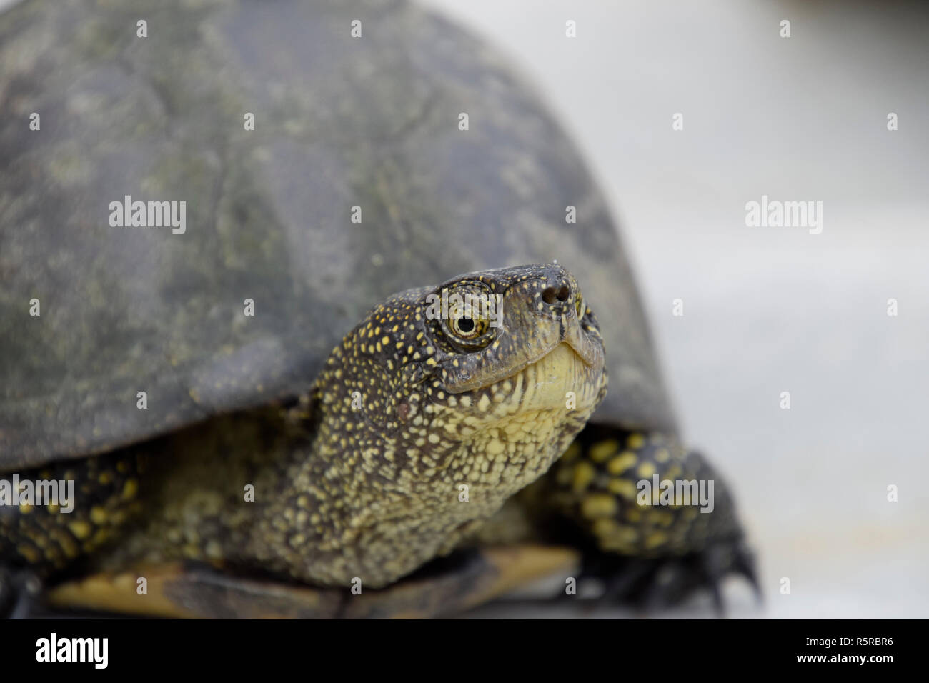 Flyriverturtle hi-res stock photography and images - Alamy