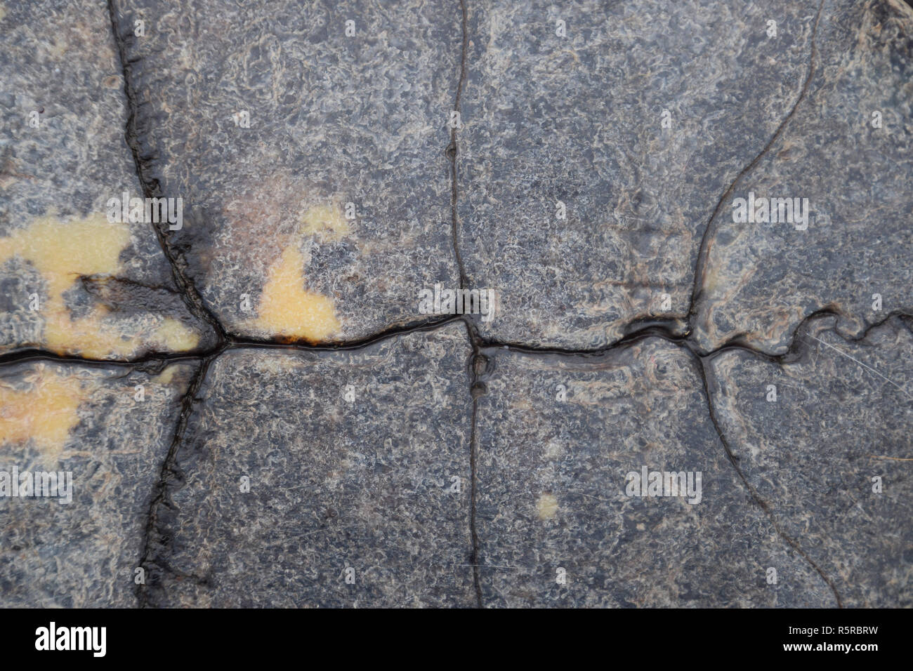 Background texture of tortoise shell. Turtle shell Stock Photo - Alamy