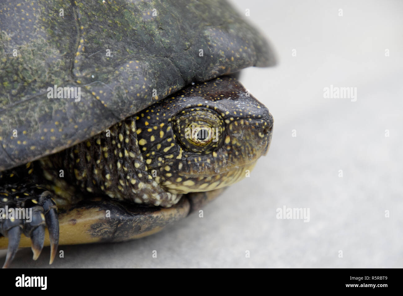 Ordinary river tortoise of temperate latitudes. The tortoise is an ...