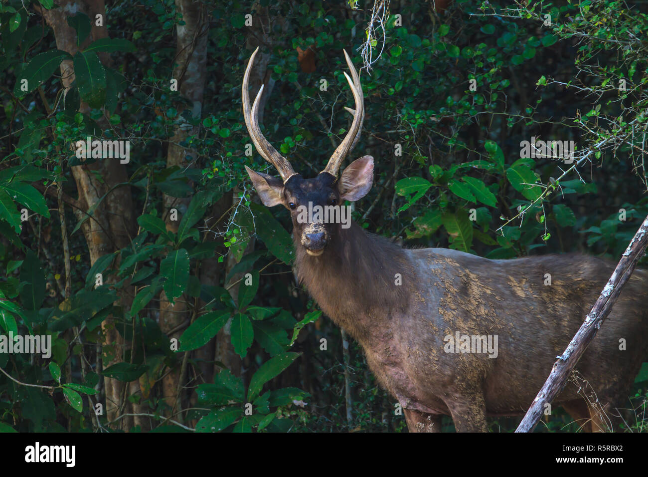 Sambar deer in forest Stock Photo - Alamy