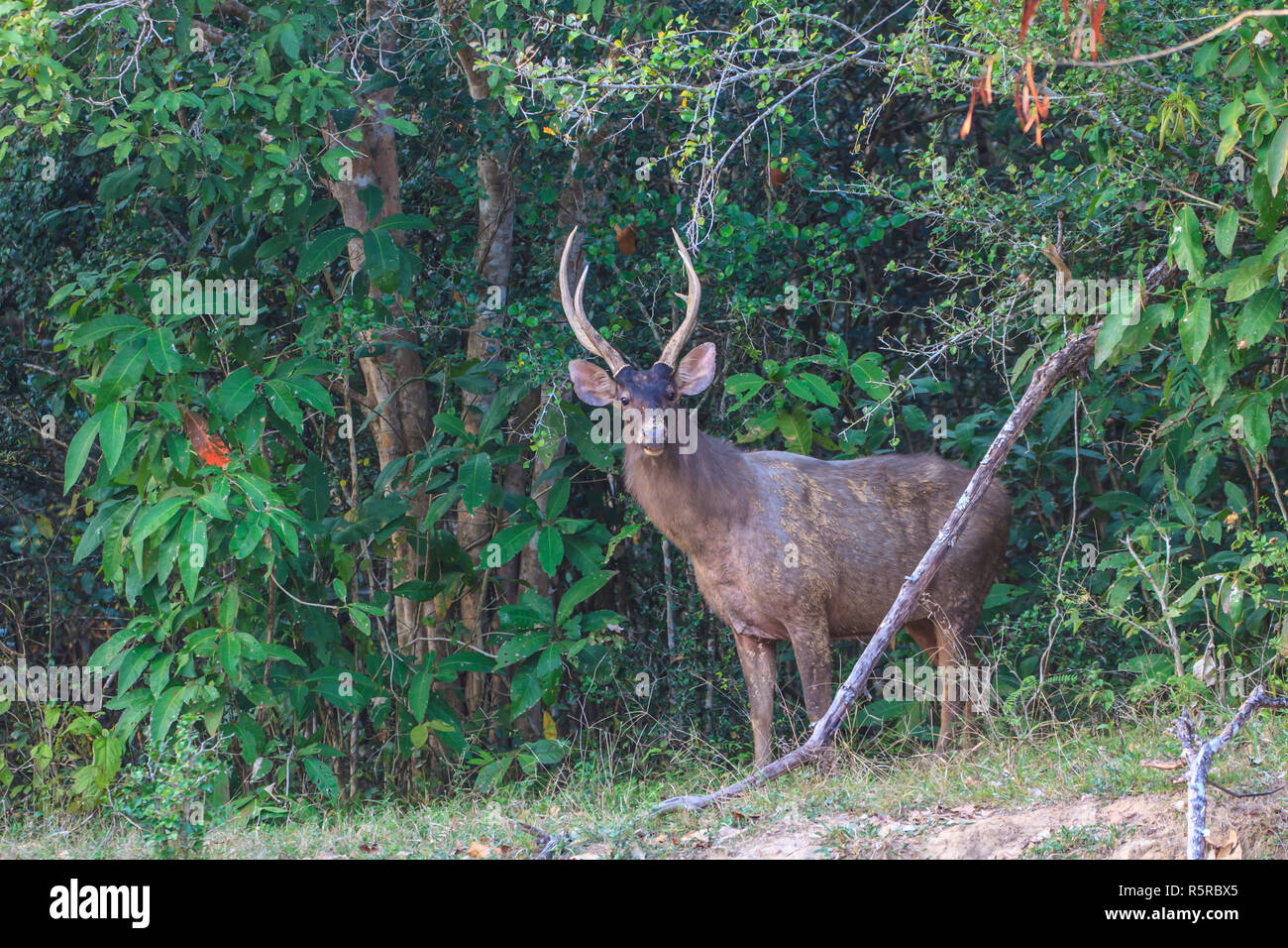 Sambar deer in forest Stock Photo - Alamy