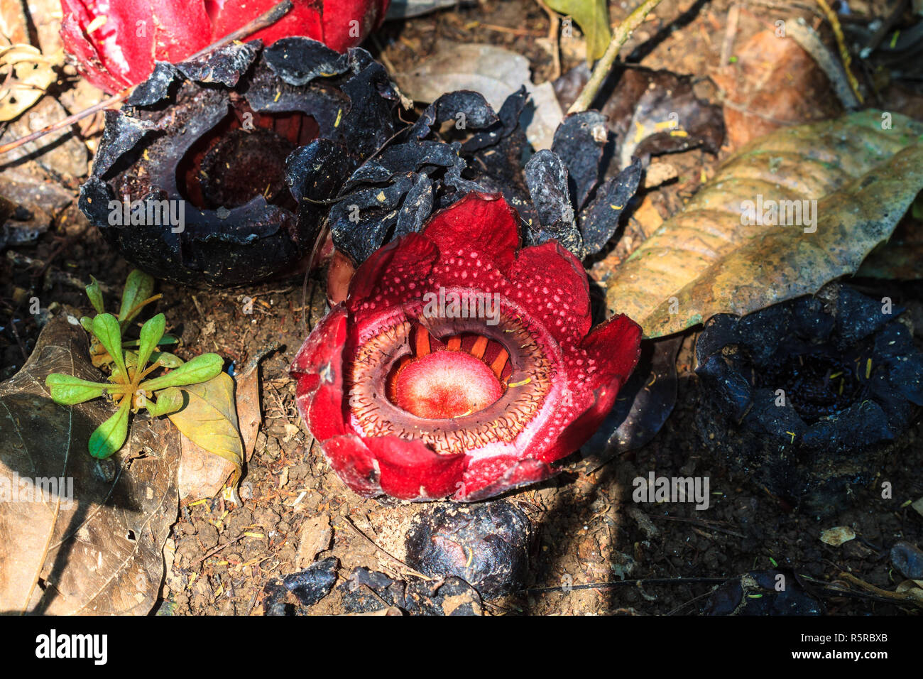 Sapria hi-res stock photography and images - Alamy