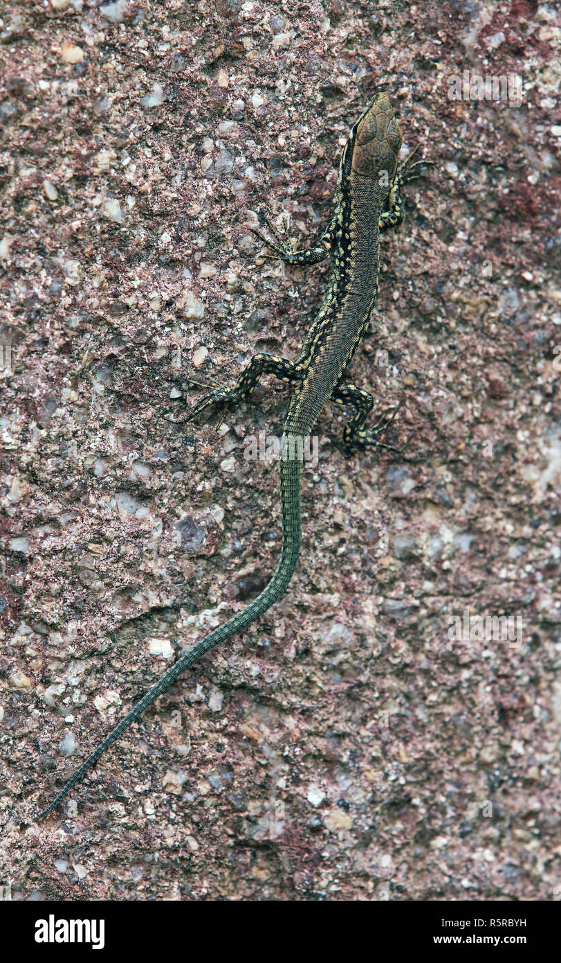 young wall lizard podarcis muralis on rock wall Stock Photo - Alamy