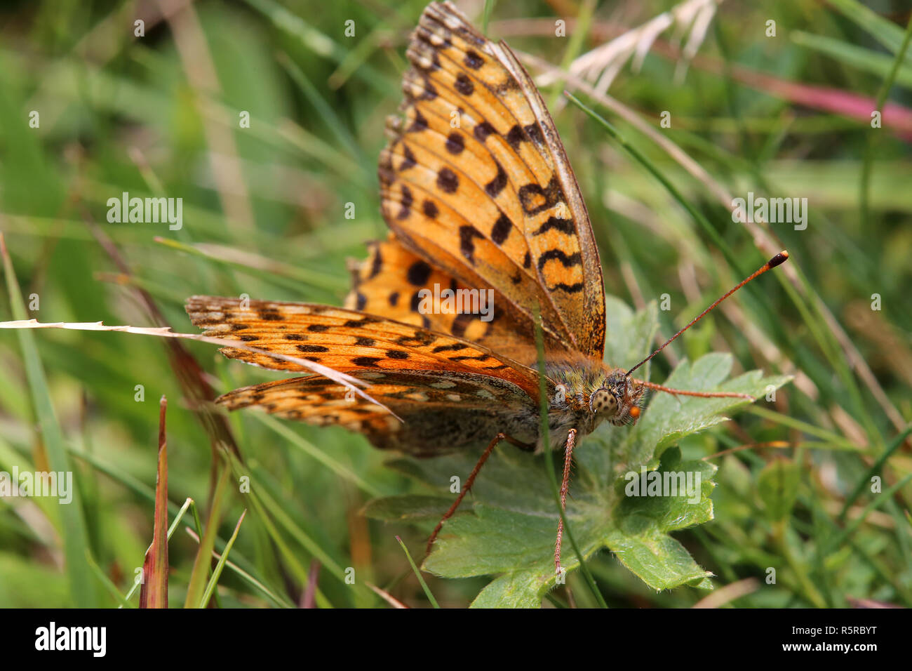 Black orange fritillary hi-res stock photography and images - Alamy