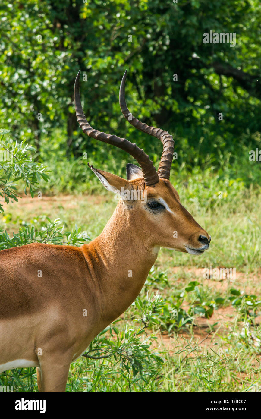 portrait of a wild male impala in savannah, Kruger, South Africa Stock ...