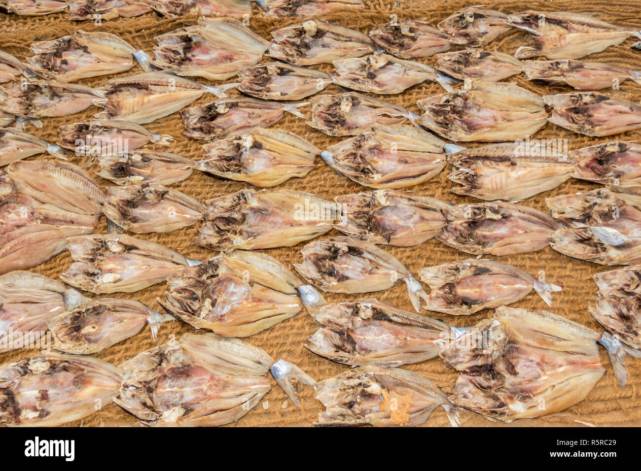 dead fishes drying under the sun in Sri Lanka Stock Photo - Alamy