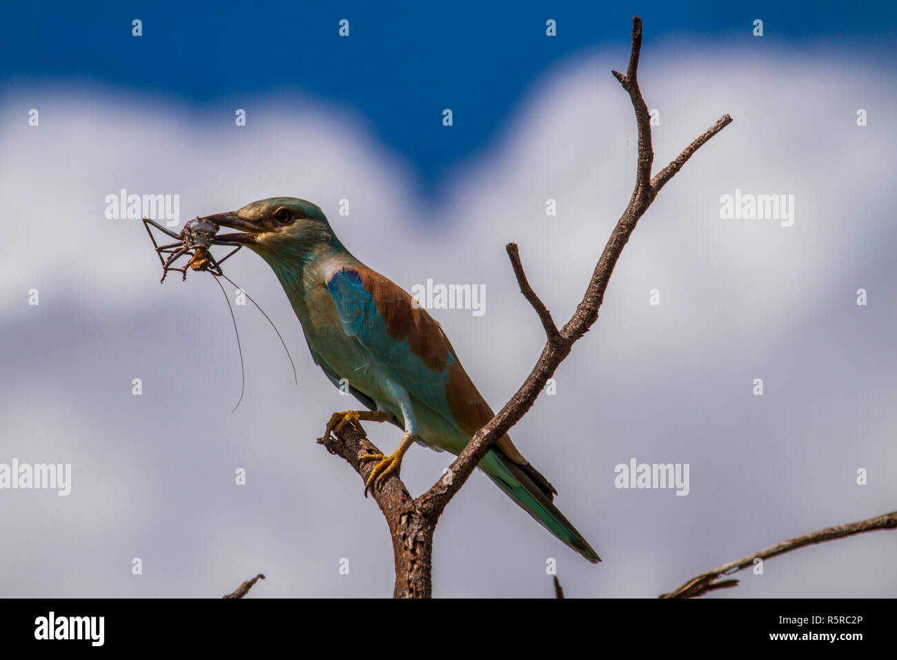 Coraciidae hi-res stock photography and images - Alamy