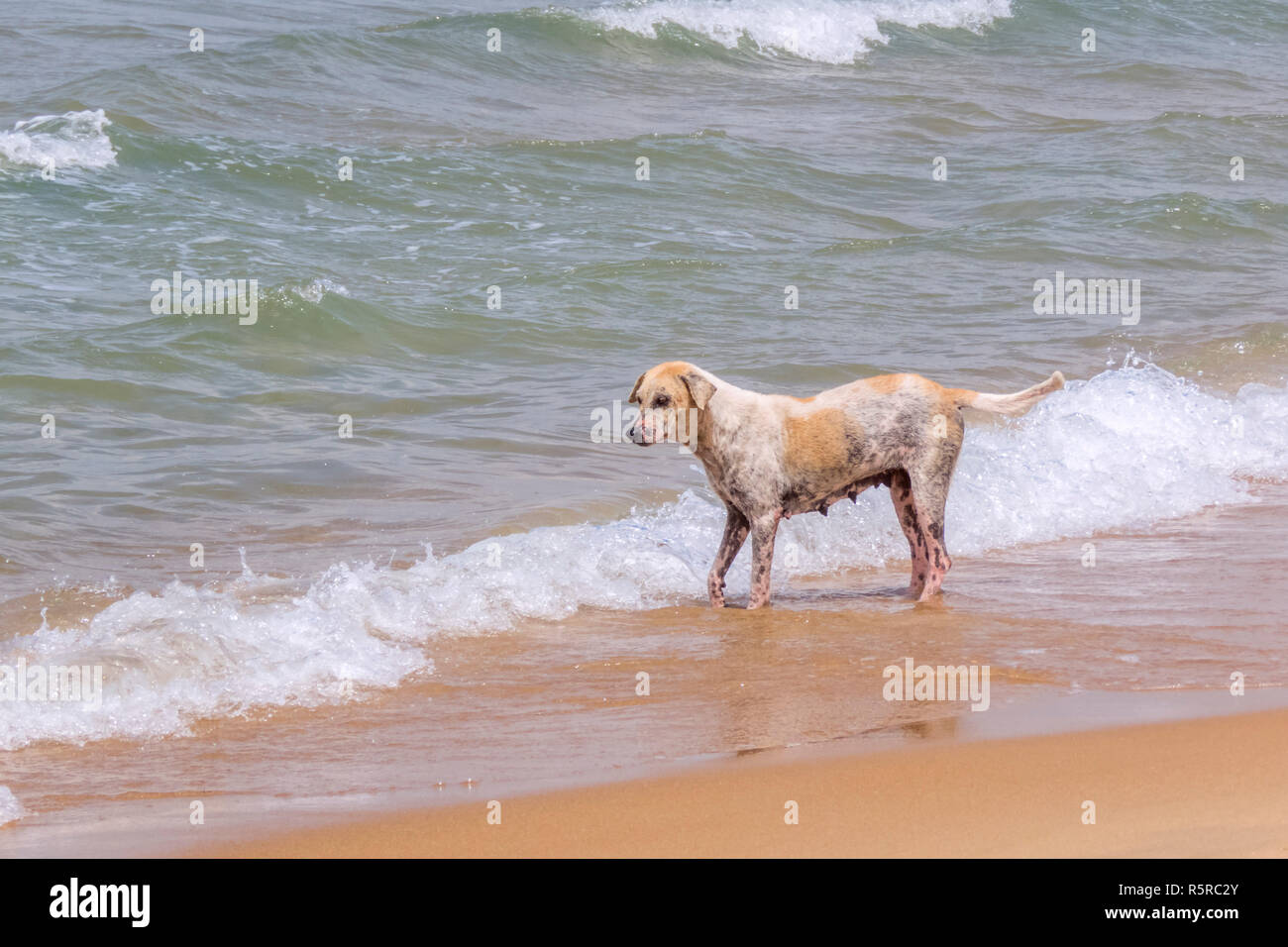 Mangy dog hi-res stock photography and images - Alamy