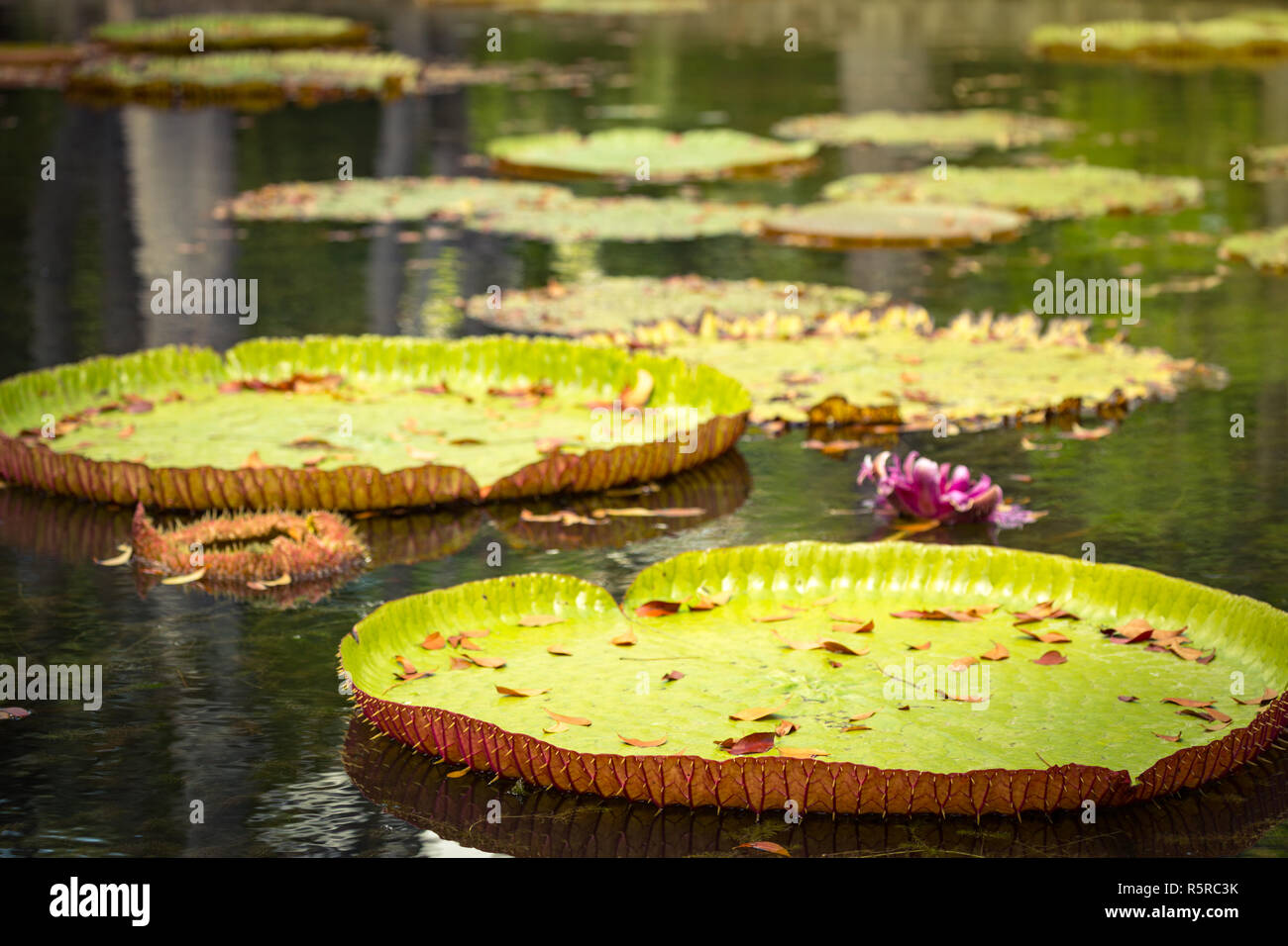 Giant globe flower hi-res stock photography and images - Alamy