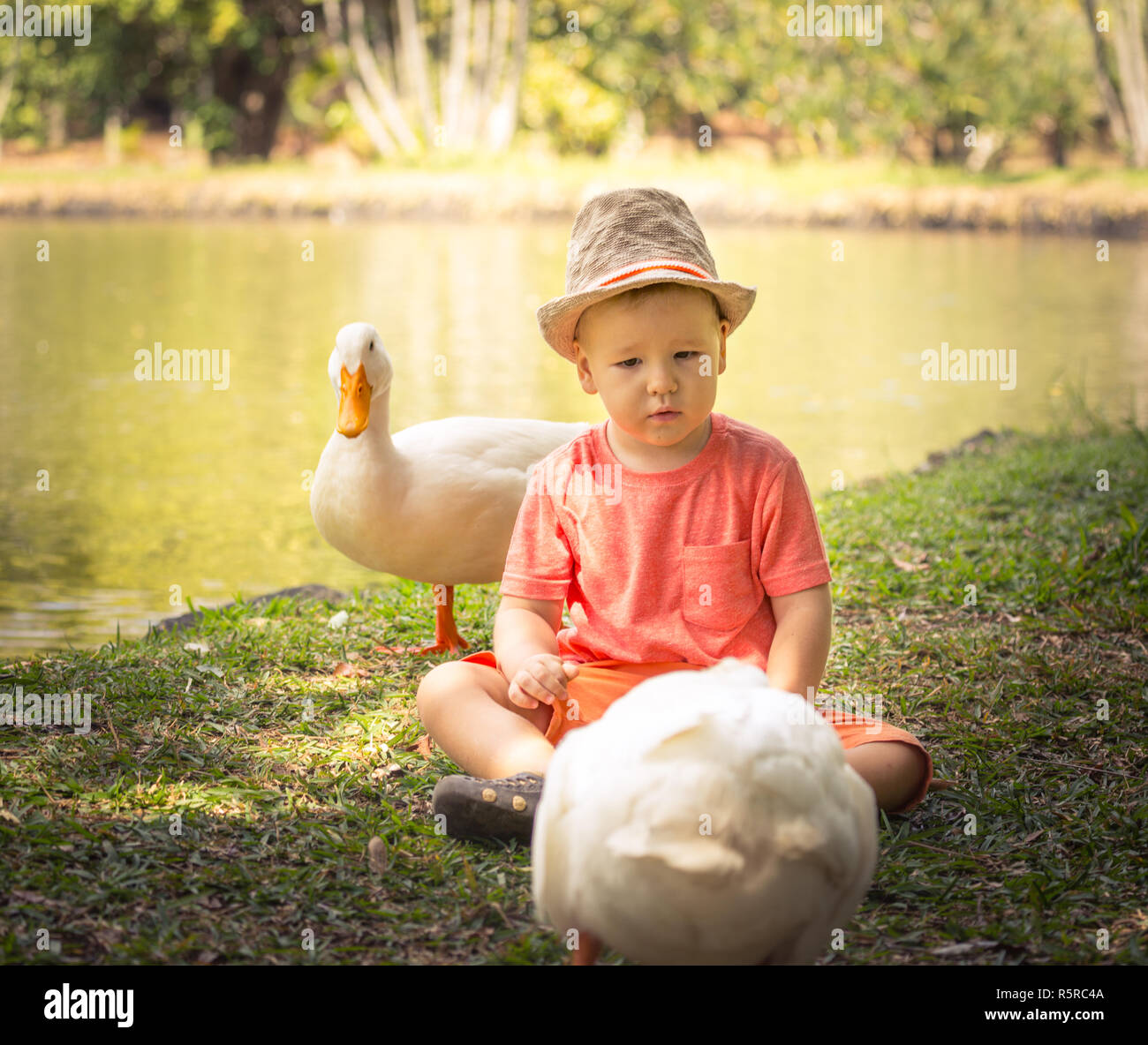 Boy and ducks Stock Photo - Alamy