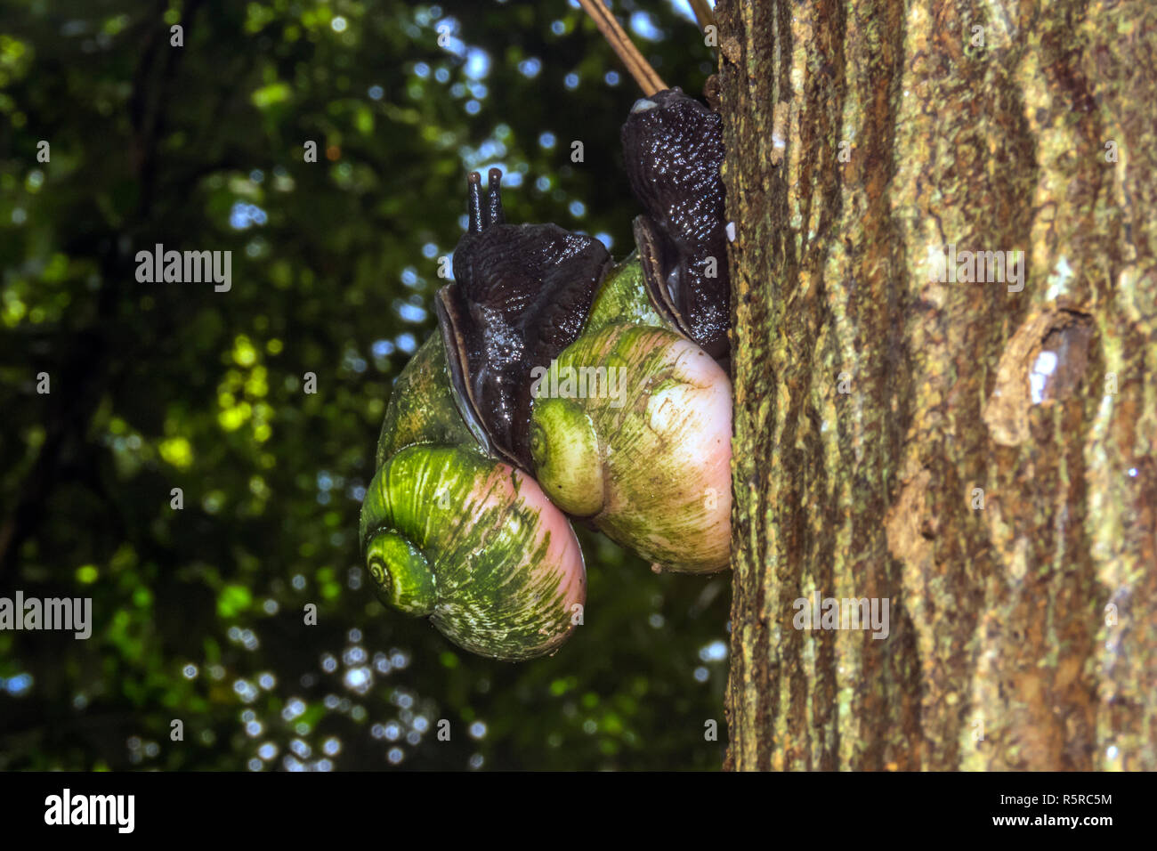 Giant Tree Snail, Acavus phoenix, Sinharaja Rain Forest National Park ...