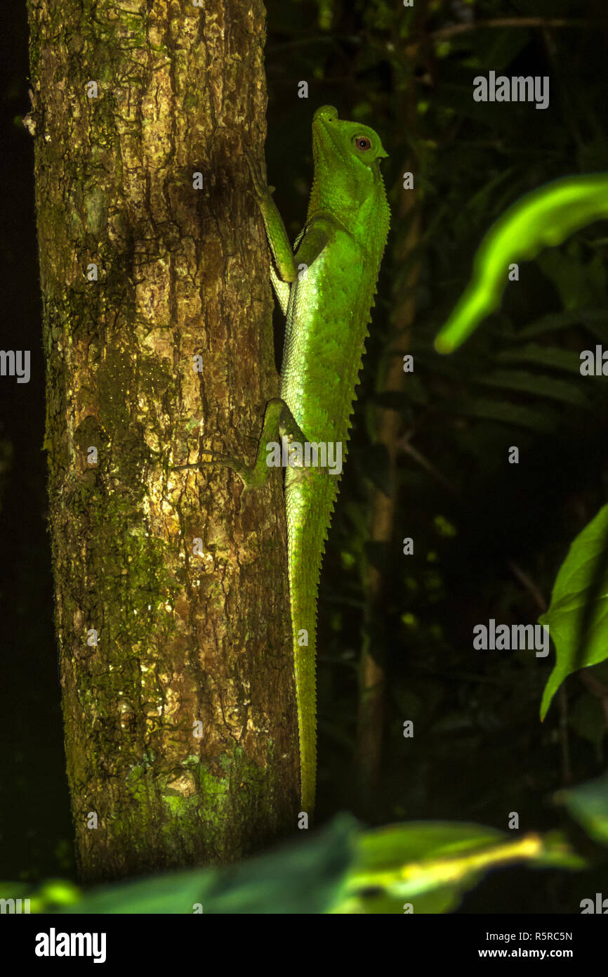 hump nosed lizard on a tree in Sinharaja Rain Forest, Sri Lanka Stock ...