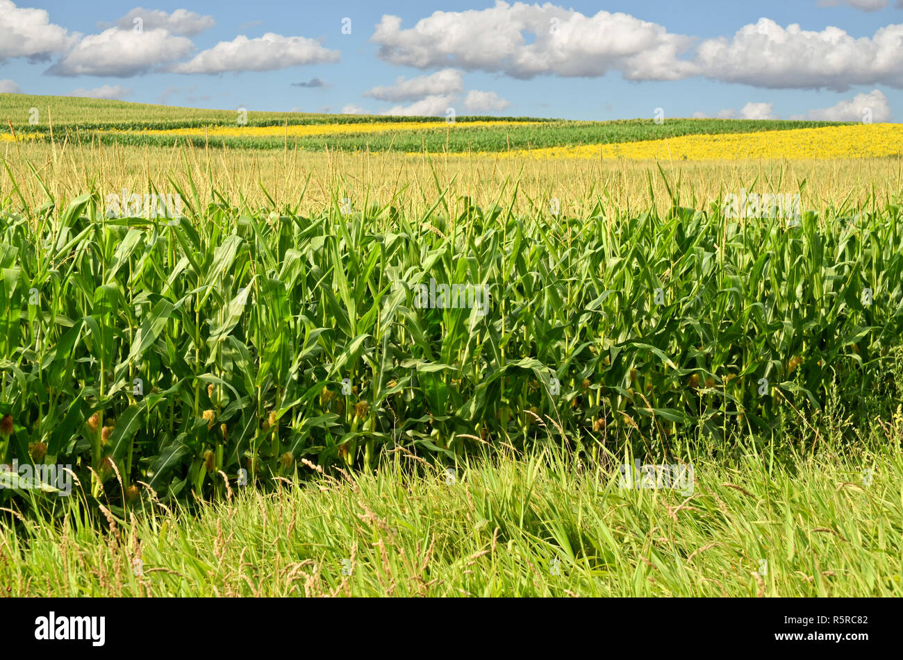 Serbia agriculture maize serbian hi-res stock photography and images ...