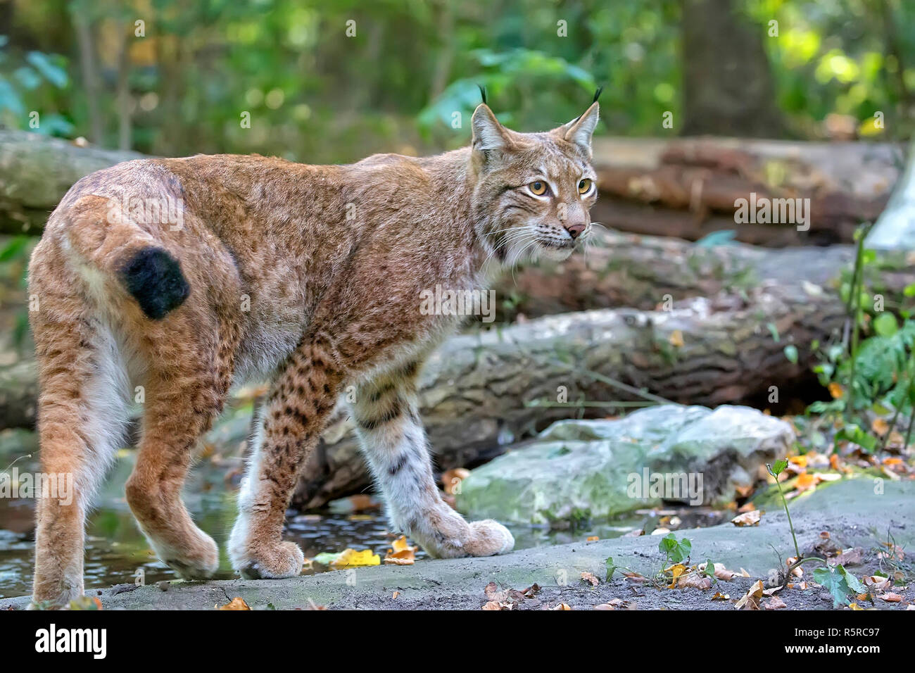 Lynx in the forest Stock Photo - Alamy