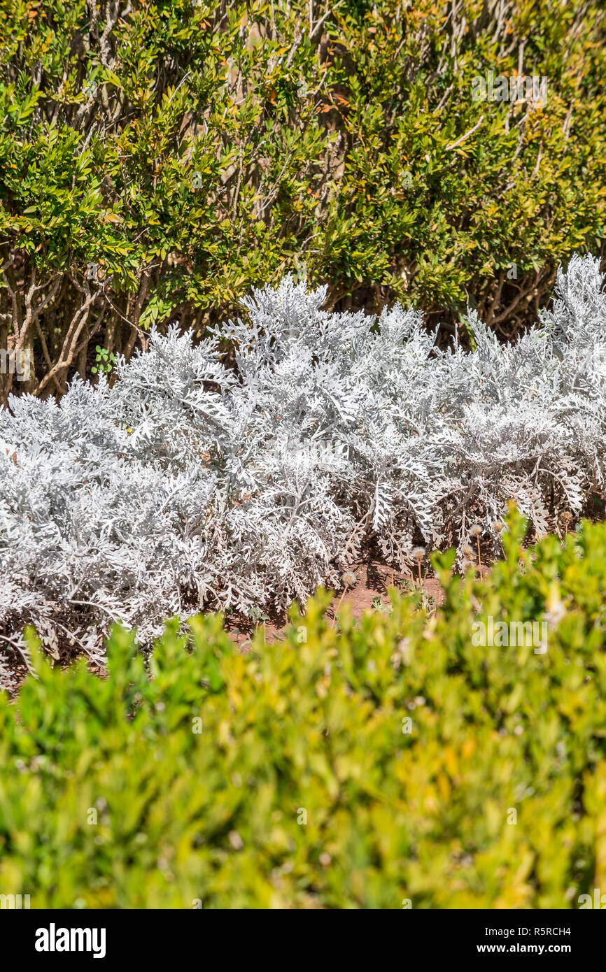 neat Park with topiary plants smooth lines Stock Photo - Alamy