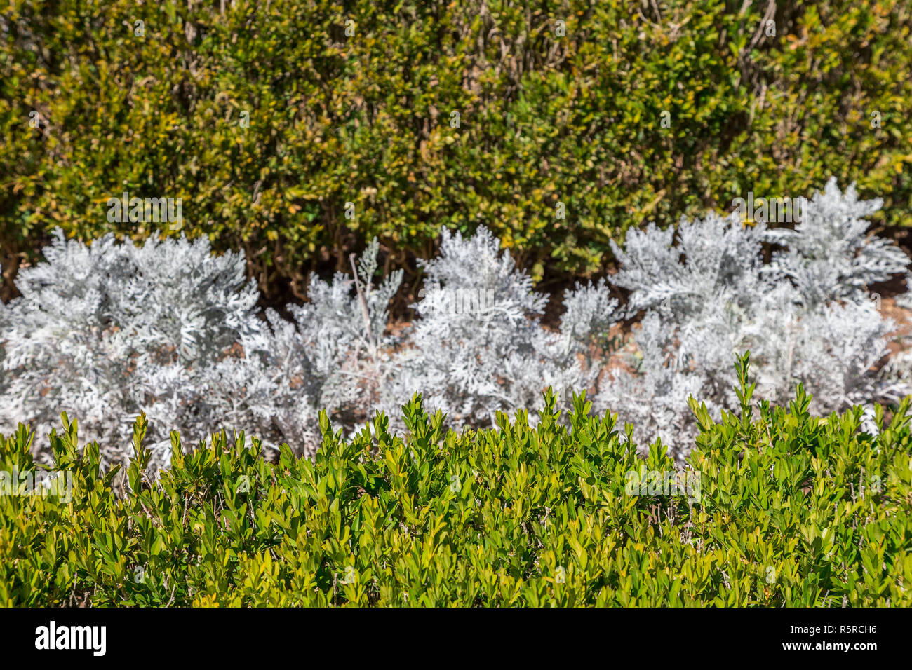 neat Park with topiary plants smooth lines Stock Photo - Alamy