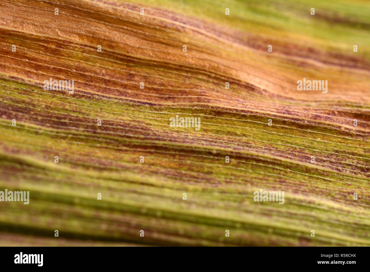 Abstract macro of maize foliage with fall colours Stock Photo - Alamy