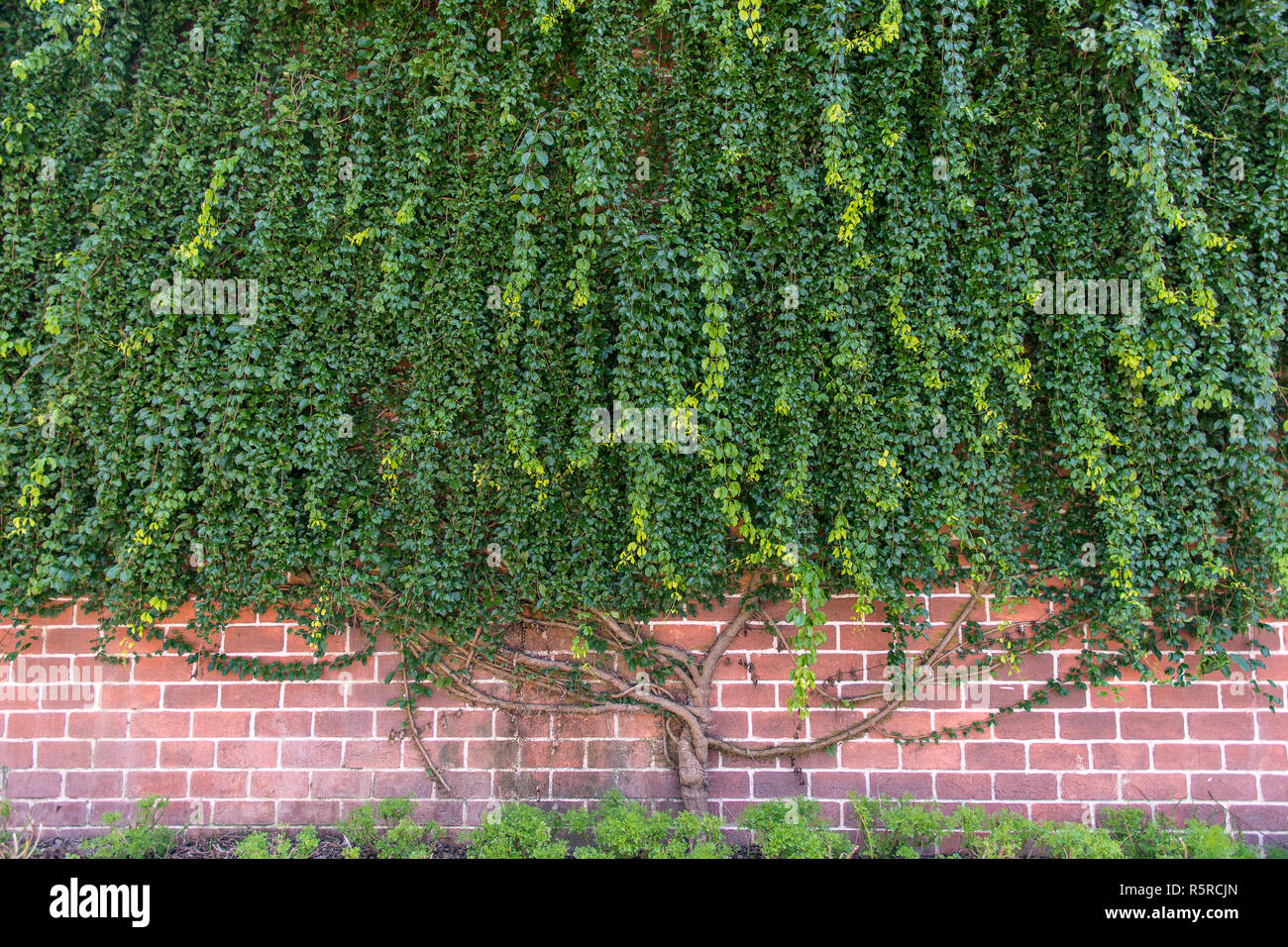 Big creeper plant growing on wall Stock Photo - Alamy