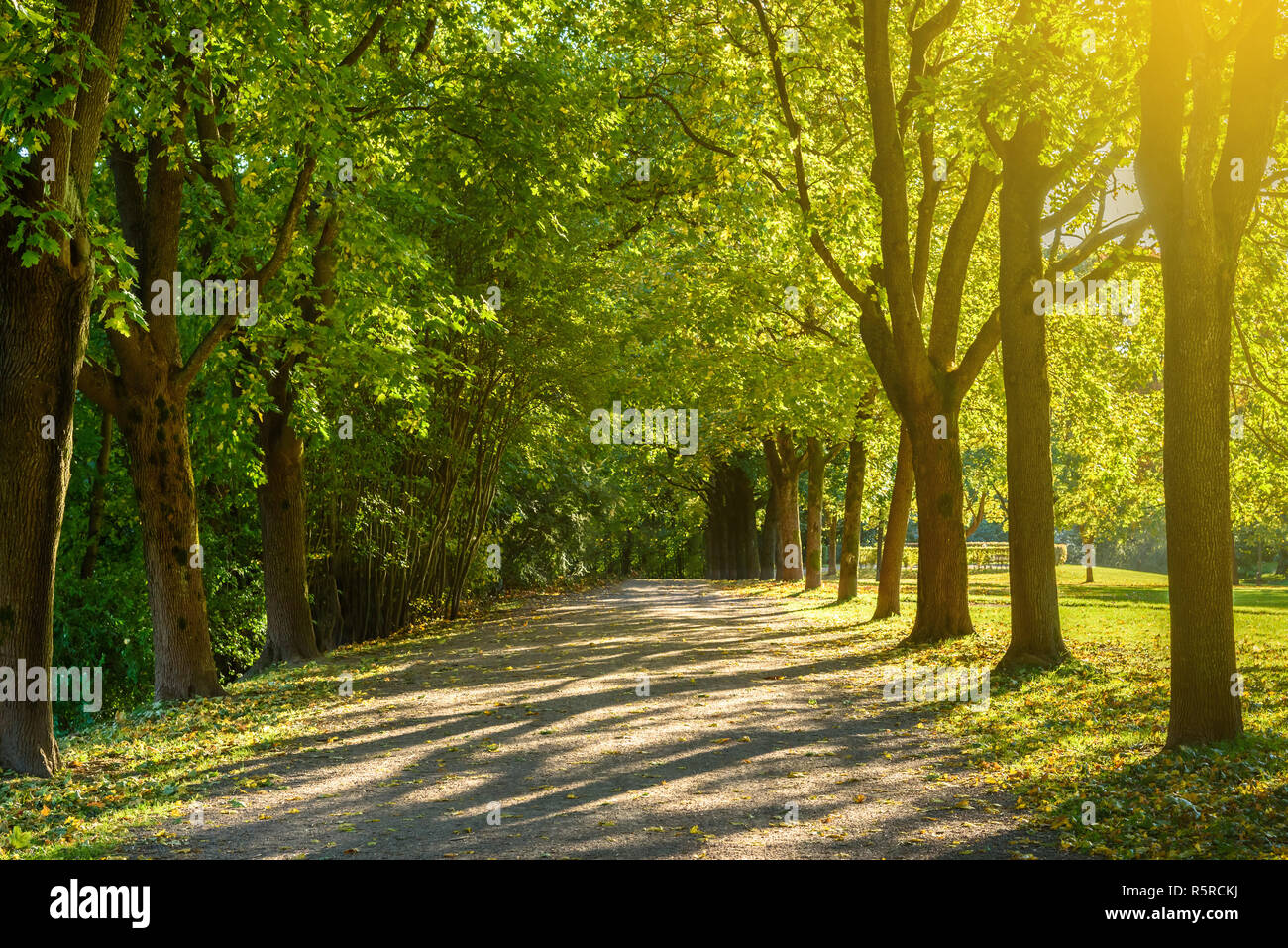 Sunlight shines through street light hi-res stock photography and ...