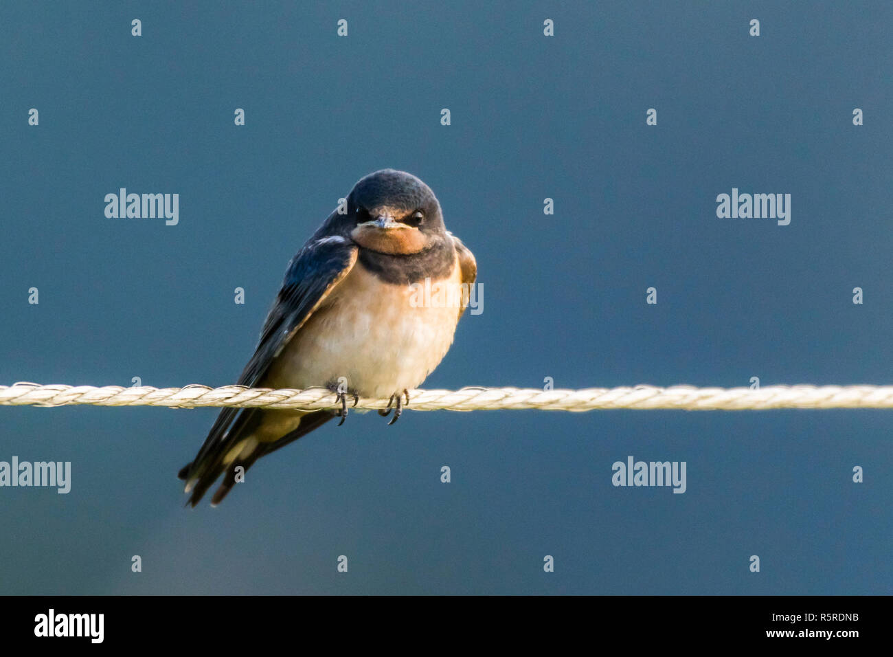 Barn swallow (Hirundo rustica Stock Photo - Alamy