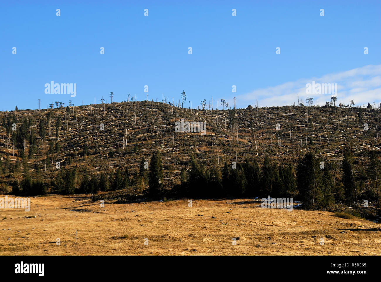 Two thousand trees hi-res stock photography and images - Alamy