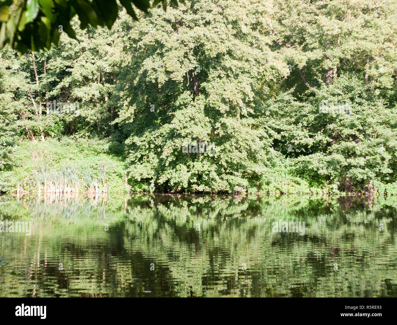 Nature scene fern oak hi-res stock photography and images - Alamy