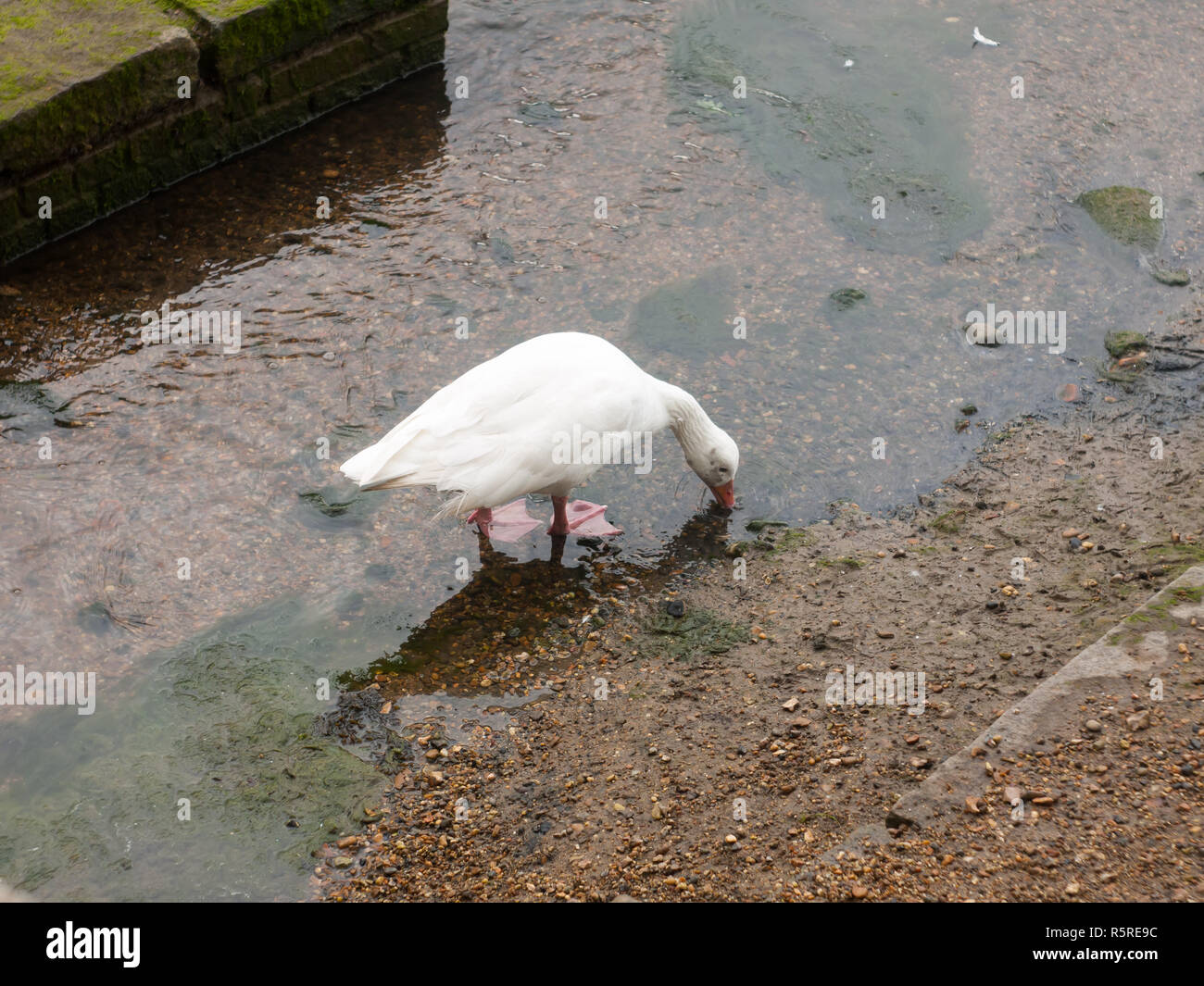 single white goose feeding from the running stream below Stock Photo ...