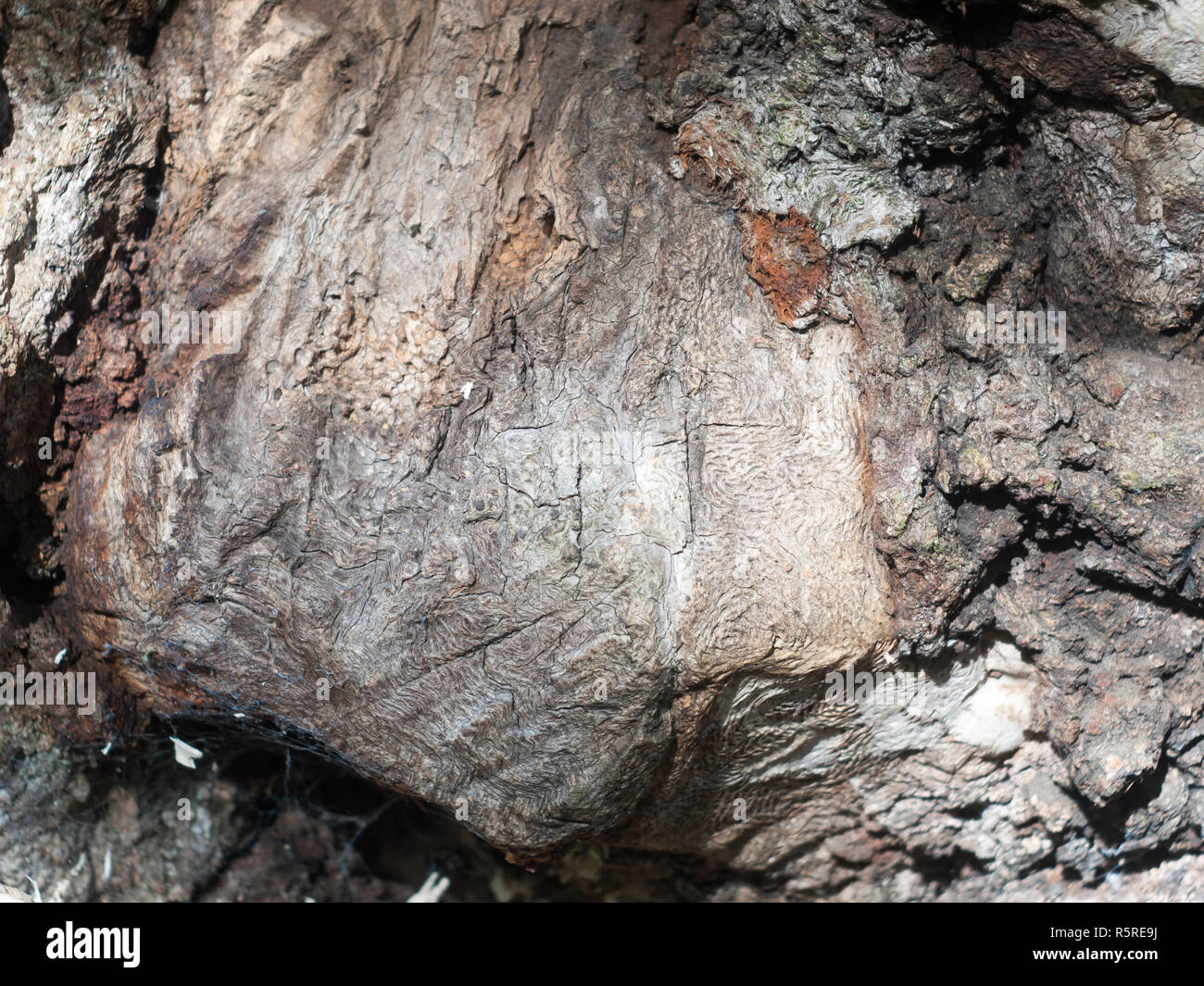close up texture of famous old knobbley old oak tree in forest in ...