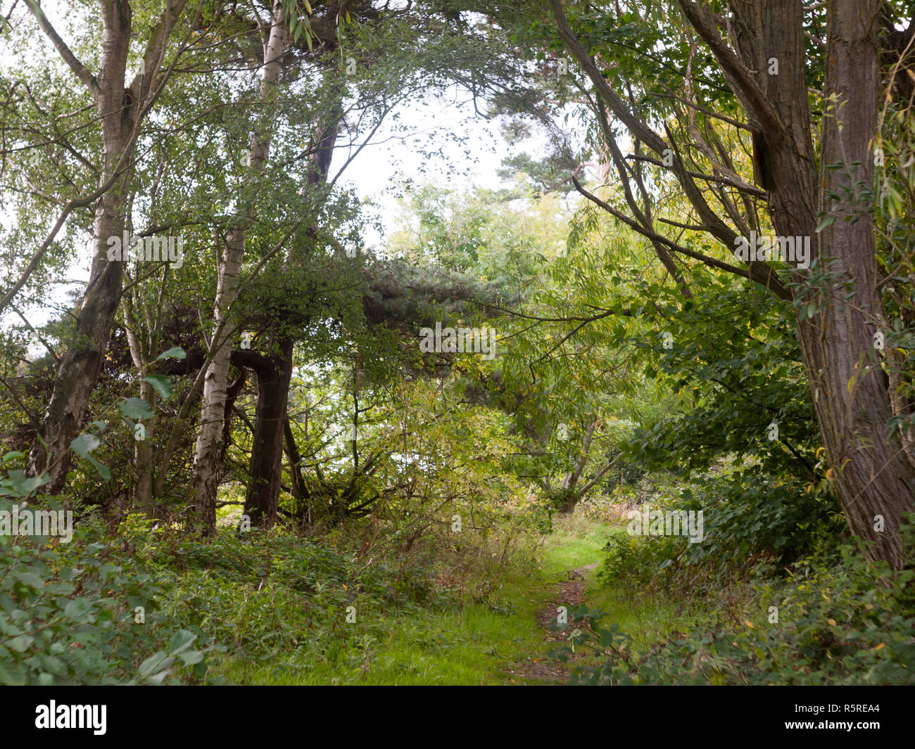lush green trees canopy walkway in the country Stock Photo - Alamy
