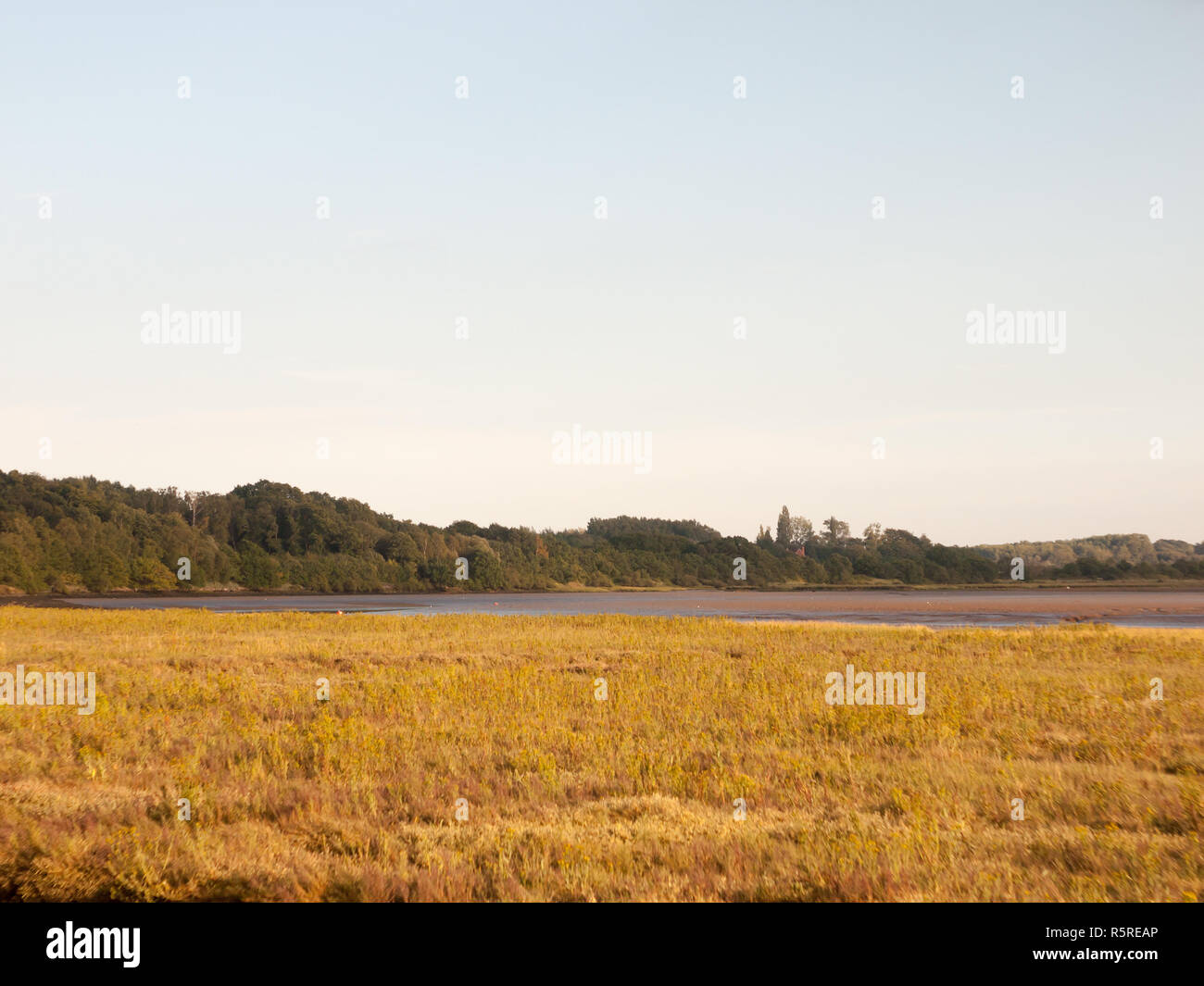 empty flat country scene outside grass trees and no people Stock Photo ...