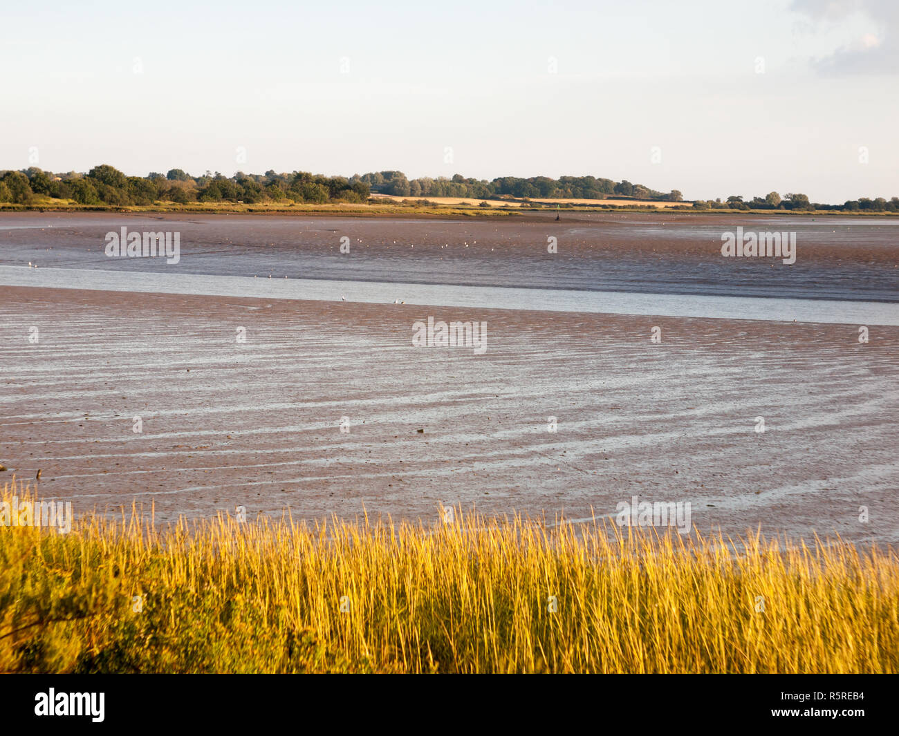 landscape of mud flats in essex with river tide out no people Stock ...