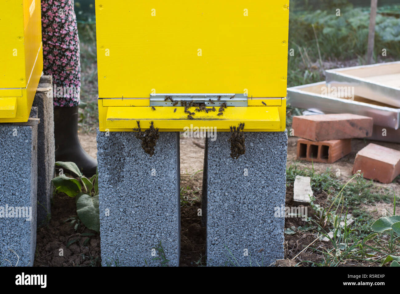 Bee entering the hive. Bee defending the hive Stock Photo - Alamy