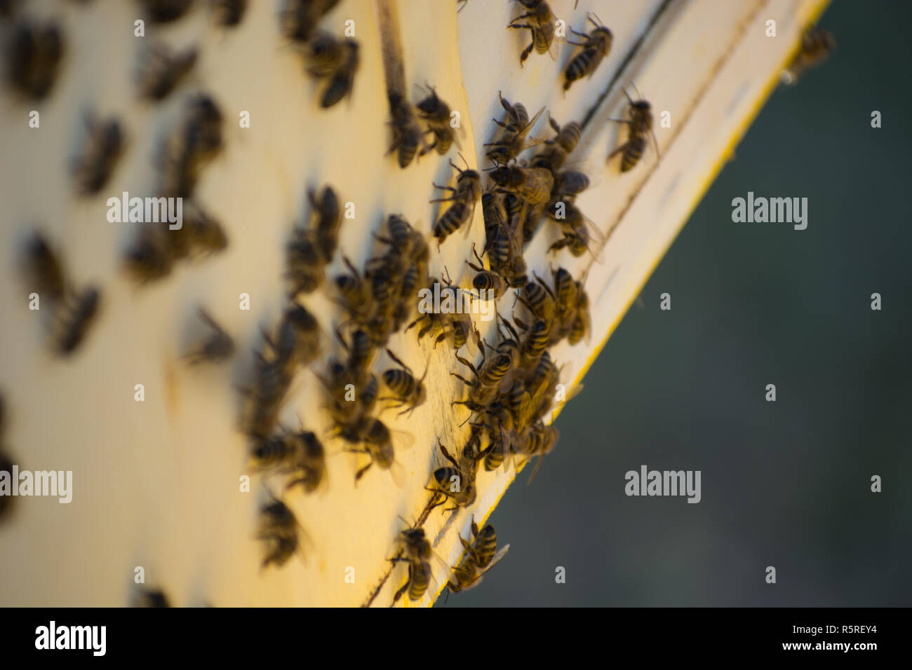 The bees inside a beehive in field Stock Photo - Alamy