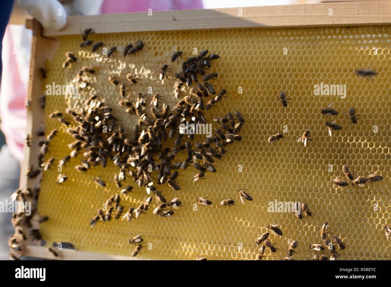 The bees inside a beehive in field Stock Photo - Alamy