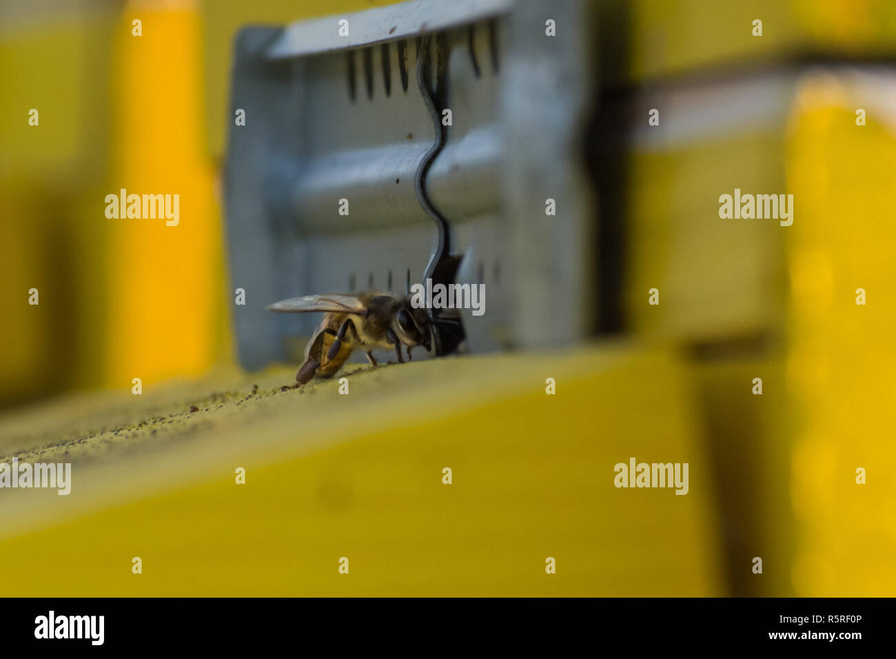 Bee entering the hive. Bee defending the hive Stock Photo - Alamy