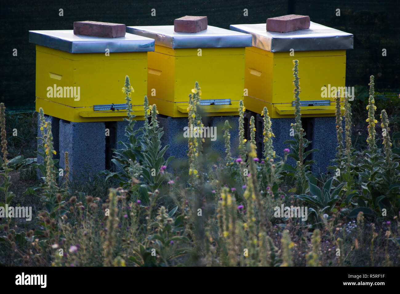 Beehive beehives in the apiary Stock Photo - Alamy
