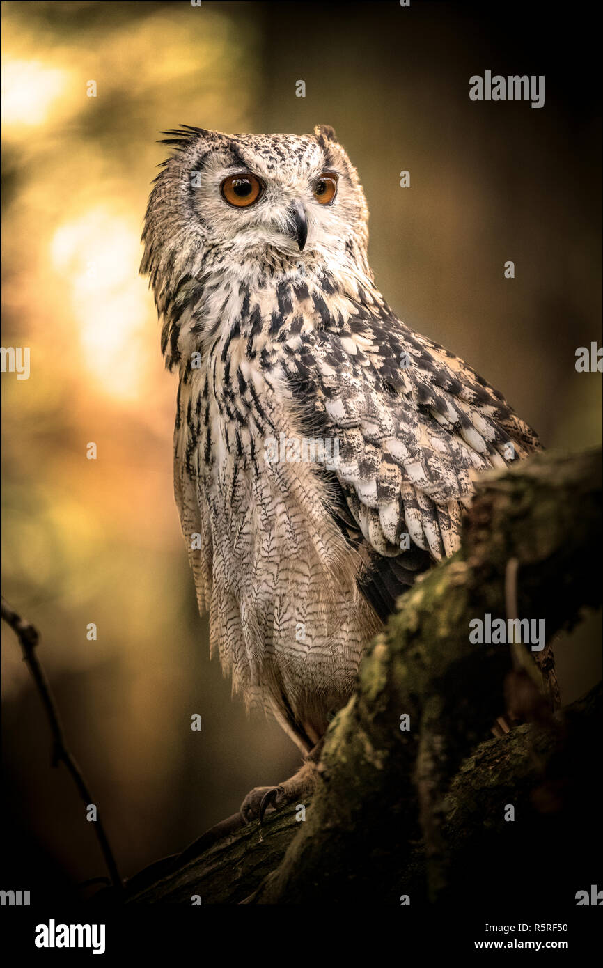 Captive bird at the Riverside Falconry Centre, Newcastle, England Stock ...