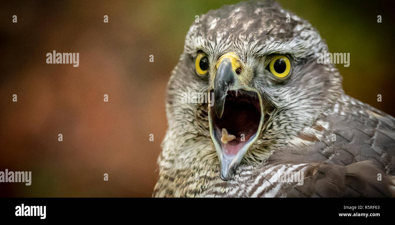 Captive bird at the Riverside Falconry Centre, Newcastle, England Stock ...