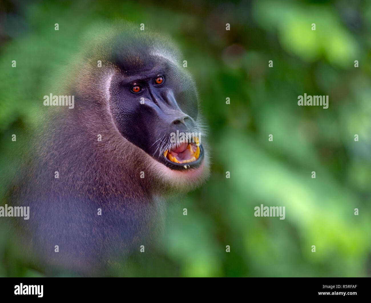 Adult male Drill Mandrillus leucophaeus Stock Photo - Alamy